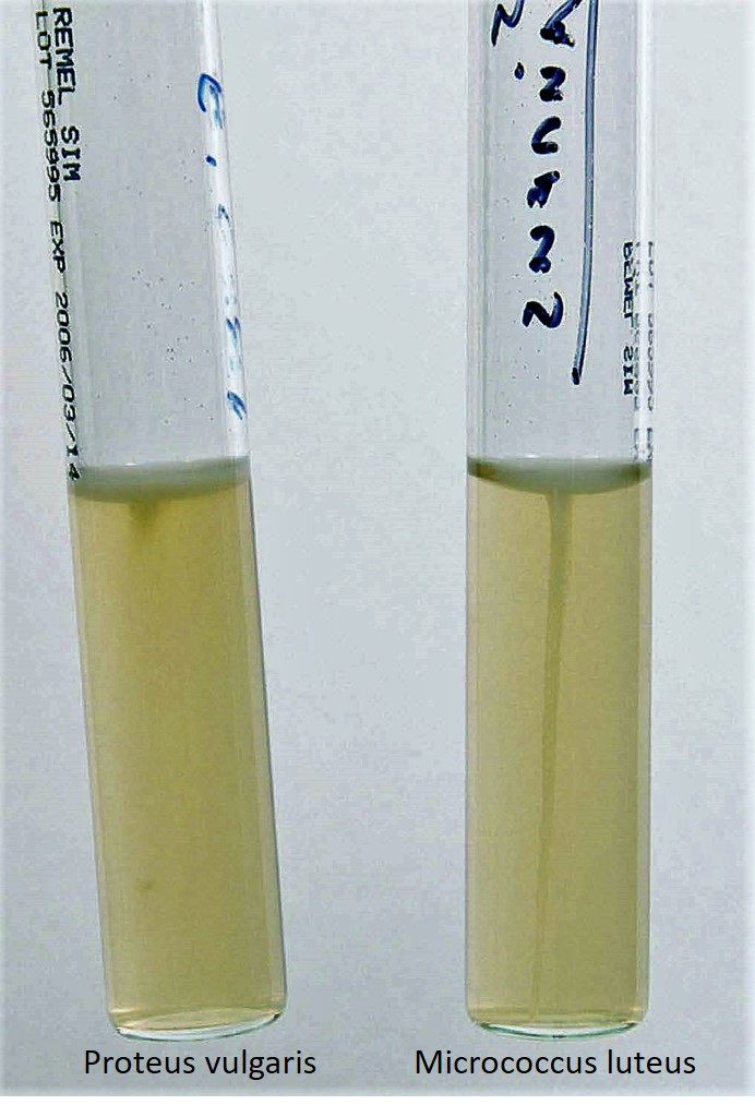 Solved Answer all please 1. Using images and written | Chegg.com