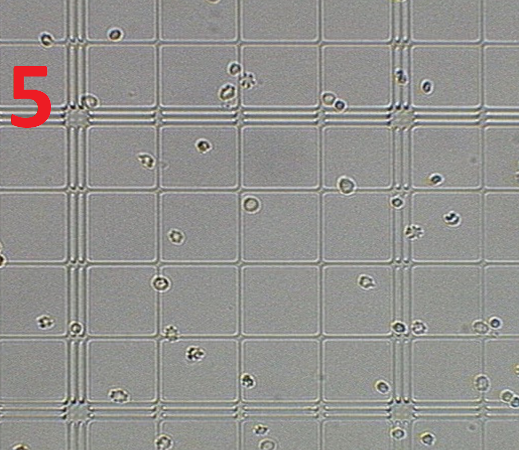 PART ONE. Hemocytometer Cell Count A. Count the | Chegg.com