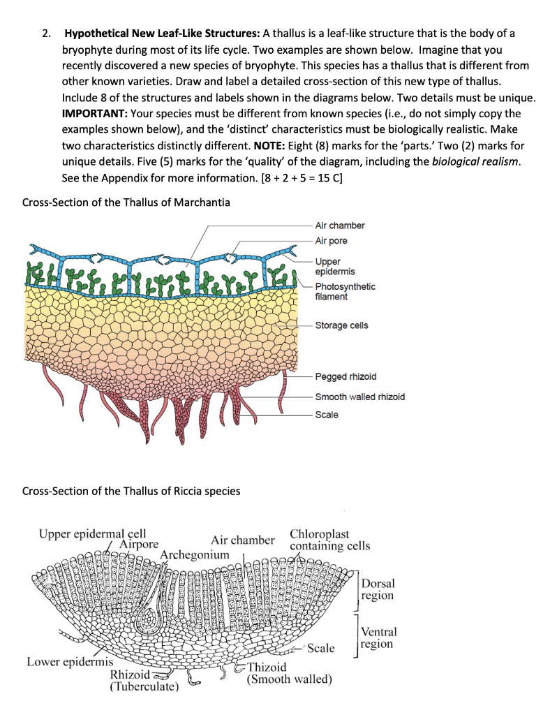 Solved 2. Hypothetical New Leaf-Like Structures: A thallus | Chegg.com