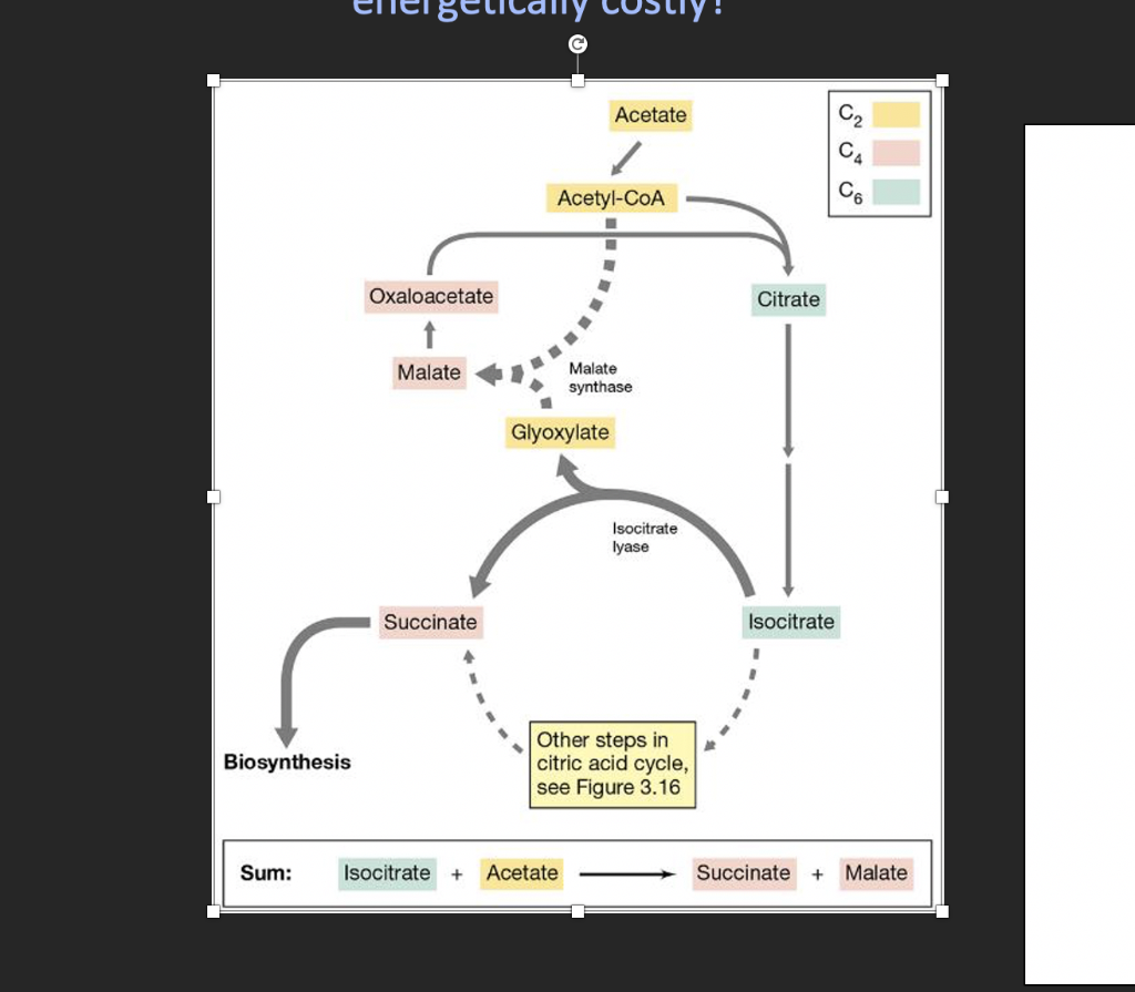 Solved Glyoxylate Cycle What is this figure depicting? (2 | Chegg.com