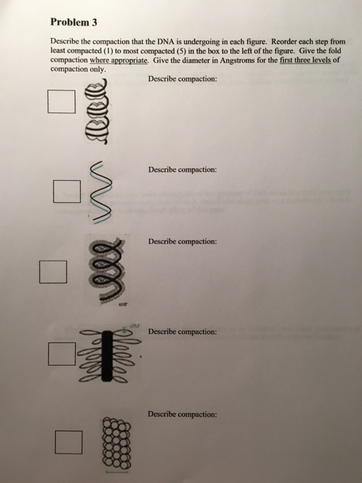 Solved Describe the compaction that the DNA is undergoing in | Chegg.com