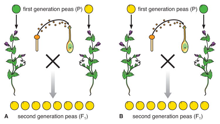 Solved What color were the second generation peas? Did the | Chegg.com