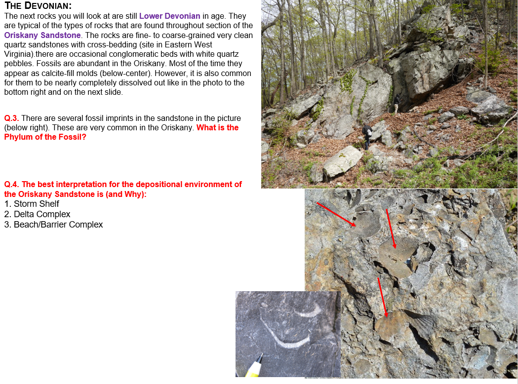 Solved THE DEVONIAN: The next rocks you will look at are | Chegg.com