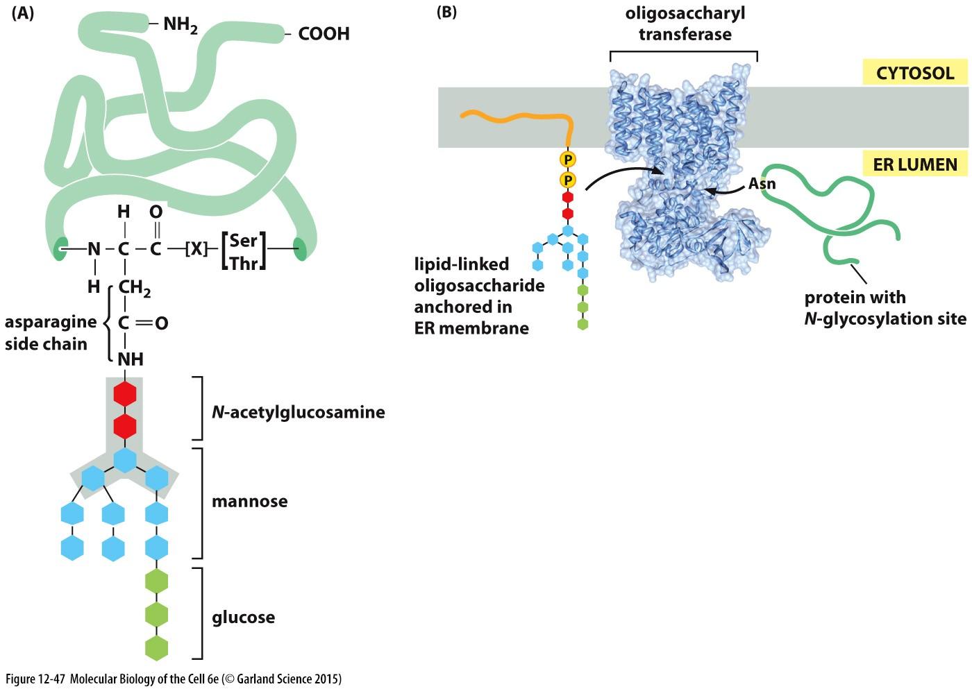 Solved 1. What is a GPI anchor? What are the components of | Chegg.com