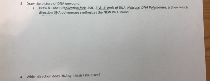 Solved 3. Draw the picture of DNA unwound. a. Draw & Label: | Chegg.com