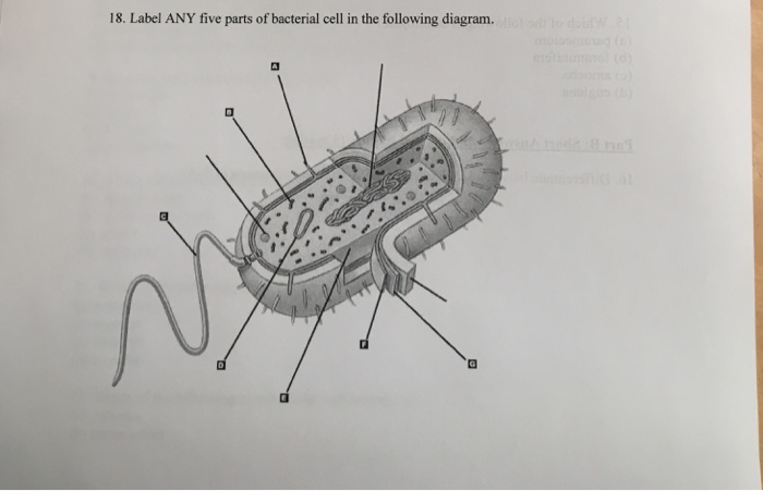 Solved 18. Label ANY five parts of bacterial cell in the | Chegg.com