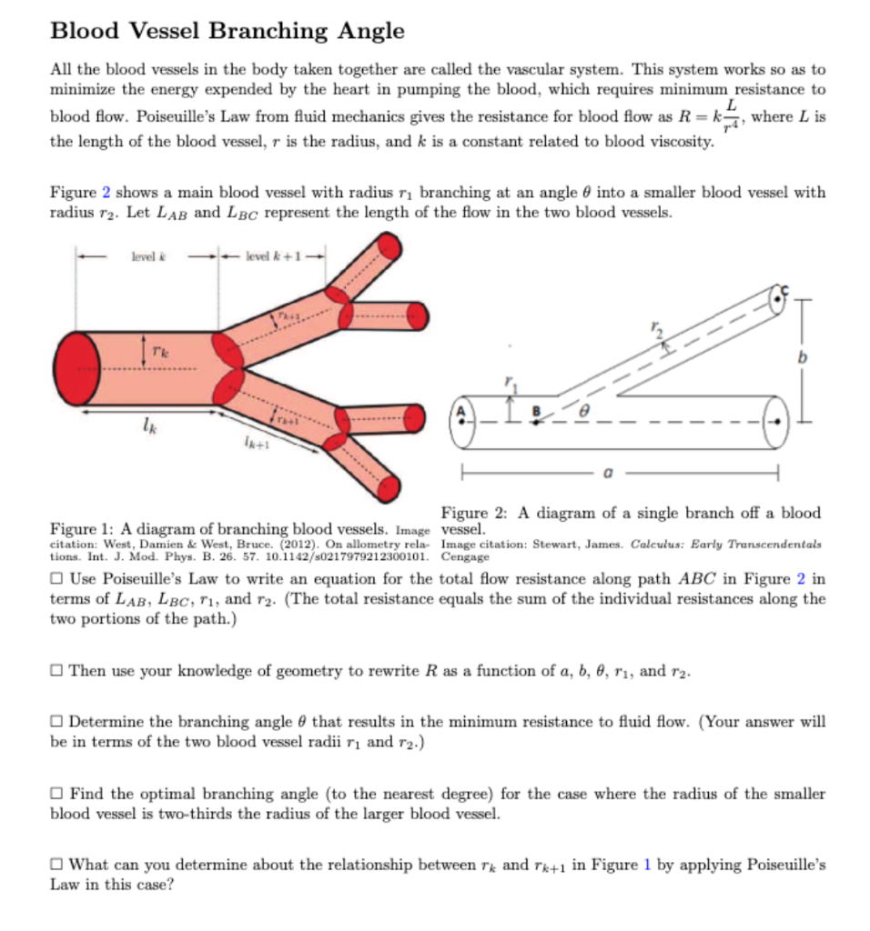 Solved Blood Vessel Branching Angle All the blood vessels in | Chegg.com