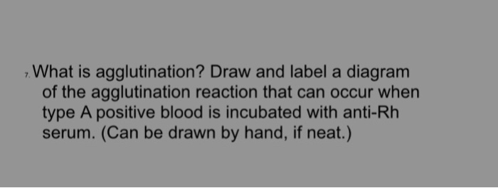 Solved What is agglutination? Draw and label a diagram of | Chegg.com