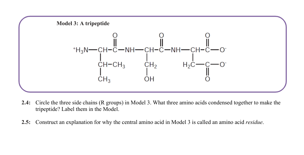 Solved Model 3: A tripeptide O=0 | Chegg.com
