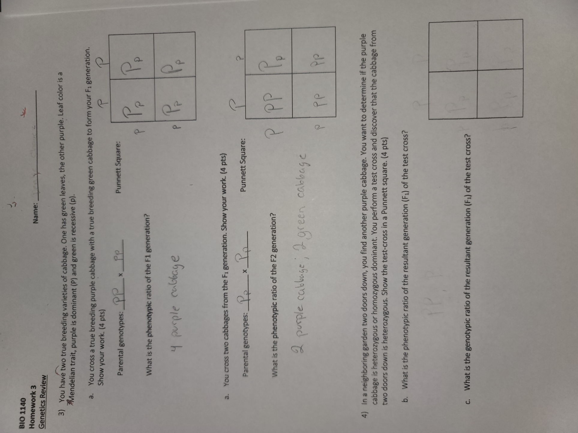 Solved 3) You have two true breeding varieties of cabbage. | Chegg.com