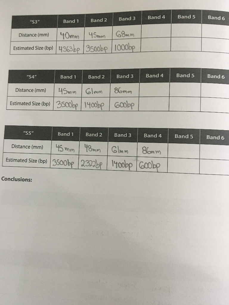 Solved key: Lane #1 DNA ladder CS crime scene DNA S1 | Chegg.com