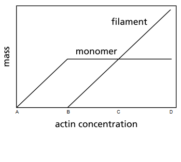 Solved In this experiment, actin monomers were added to | Chegg.com