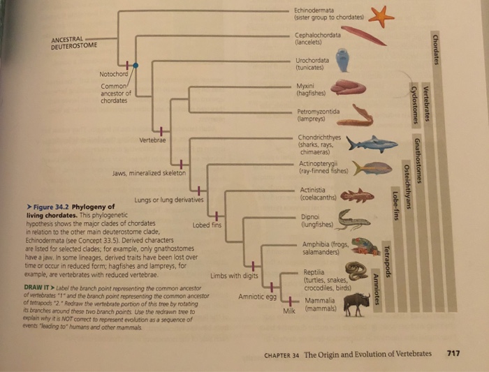 Solved Label the branch points representing the common | Chegg.com