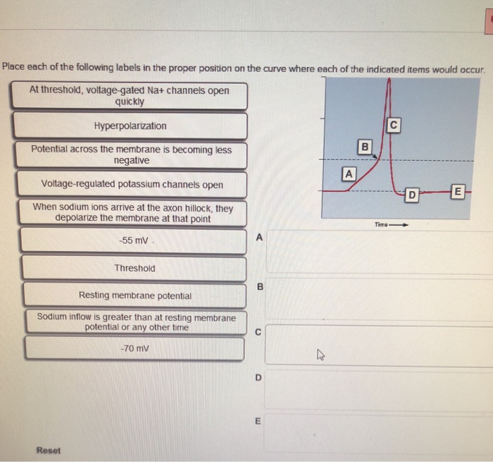 Solved Place each of the following labels in the proper | Chegg.com