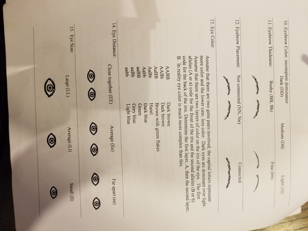 Solved Create a Face Lab Introduction: Why do people look so | Chegg.com