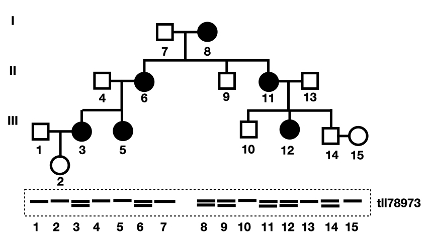 Solved How far (in centimorgrans) ﻿is the polymorphism | Chegg.com