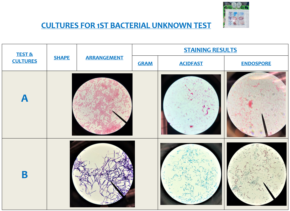 Solved CULTURES FOR 1ST BACTERIAL UNKNOWN TEST STAINING | Chegg.com