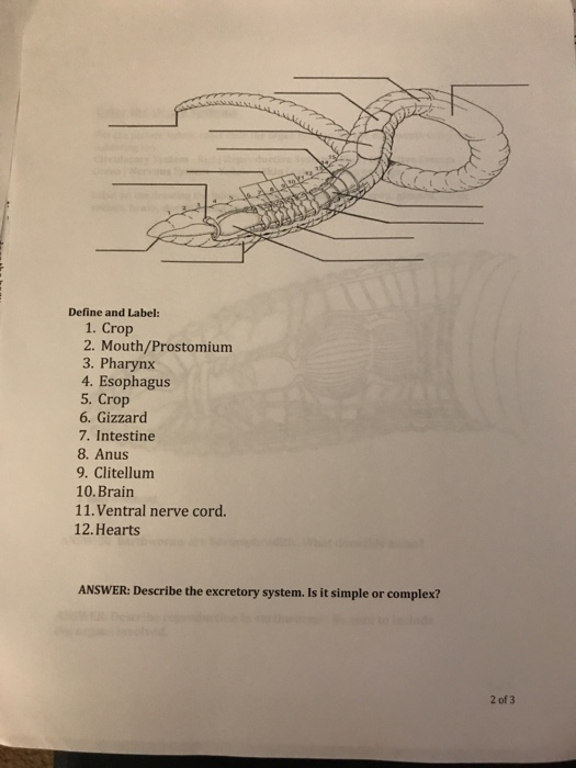 Solved rtei ch wir Phylum Annelida |Class Oligochaeta | Chegg.com