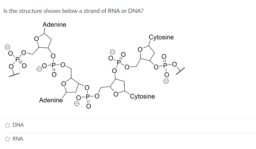 Solved Is the structure shown below a strand of RNA or | Chegg.com