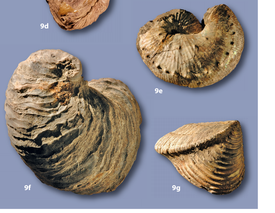 Solved FAUNA 2 2a 2b 2c 2d 2e | Chegg.com