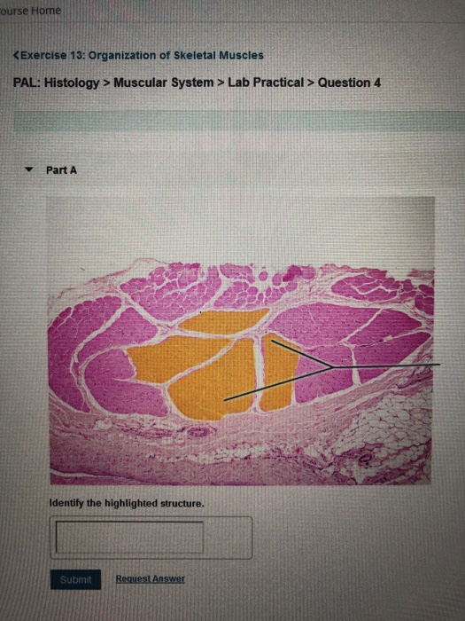 Solved: Exercise 13: Organization Of Skeletal Muscles PAL:... | Chegg.com