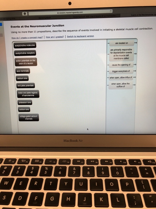 Solved Events at the Neuromuscular Junction Using no more | Chegg.com