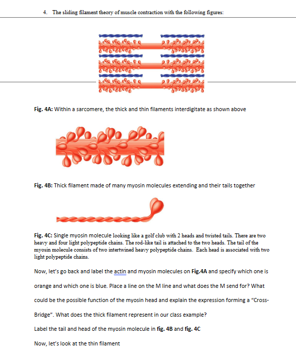Solved 4. The sliding filament theory of muscle contraction | Chegg.com
