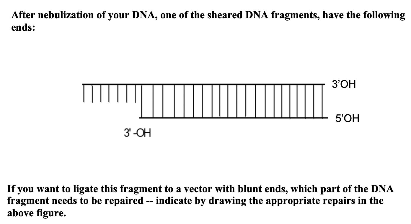Solved After nebulization of your DNA, one of the sheared | Chegg.com