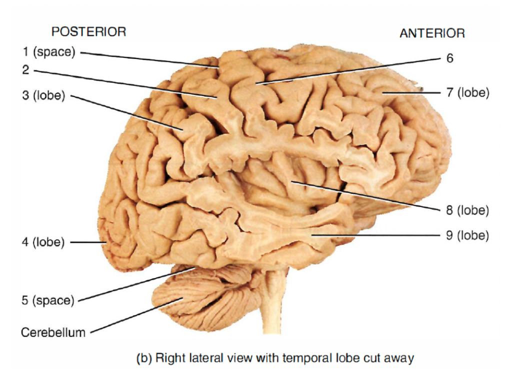 Solved Label the cerebrum structures in the figure | Chegg.com