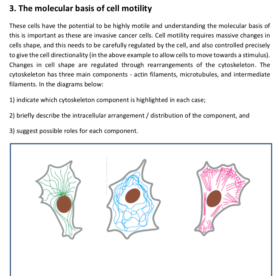 Solved 3. The molecular basis of cell motility These cells | Chegg.com