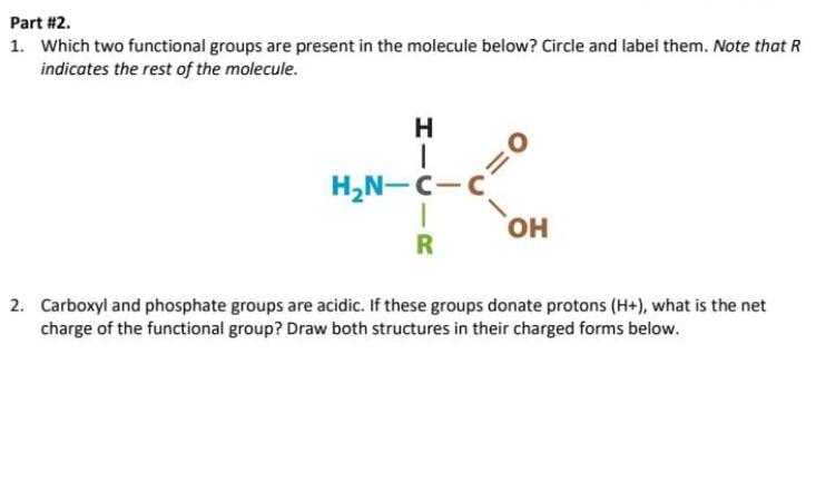 Solved Part #2. 1. Which two functional groups are present | Chegg.com