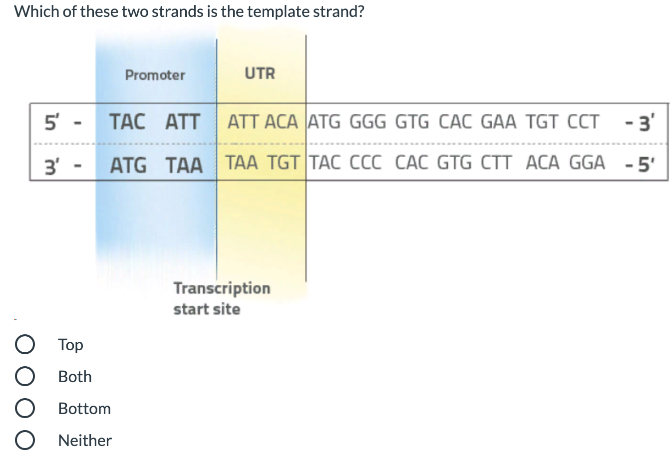 Solved Which of these two strands is the template strand? | Chegg.com