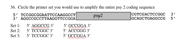 Solved 3' 5' 36. Circle the primer set you would use to | Chegg.com