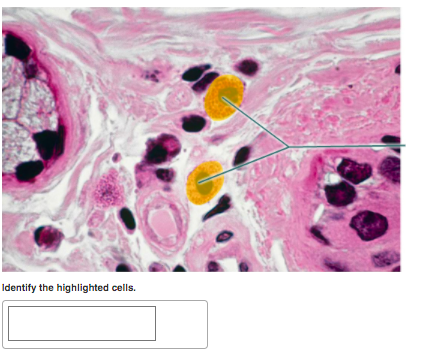 Solved Identify the highlighted cells. | Chegg.com