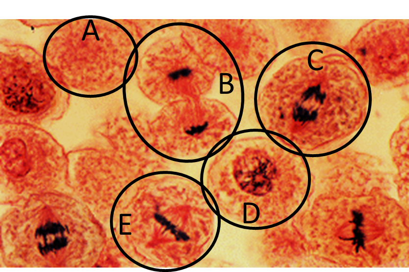 Solved Below is an image of whitefish blastula (animal) | Chegg.com