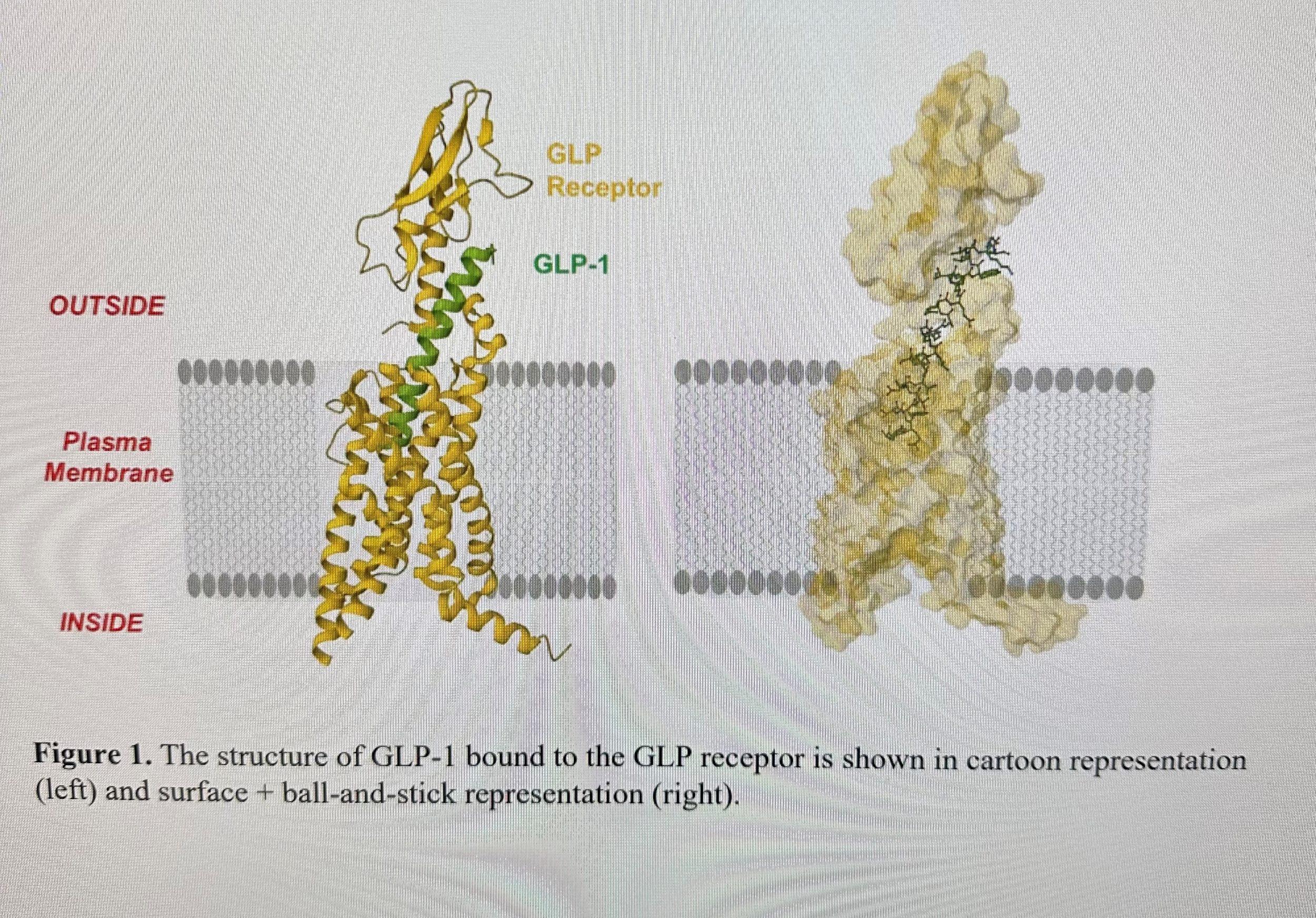 Solved Glucagon Like Peptide 1 Glp 1 Is A Metabolic