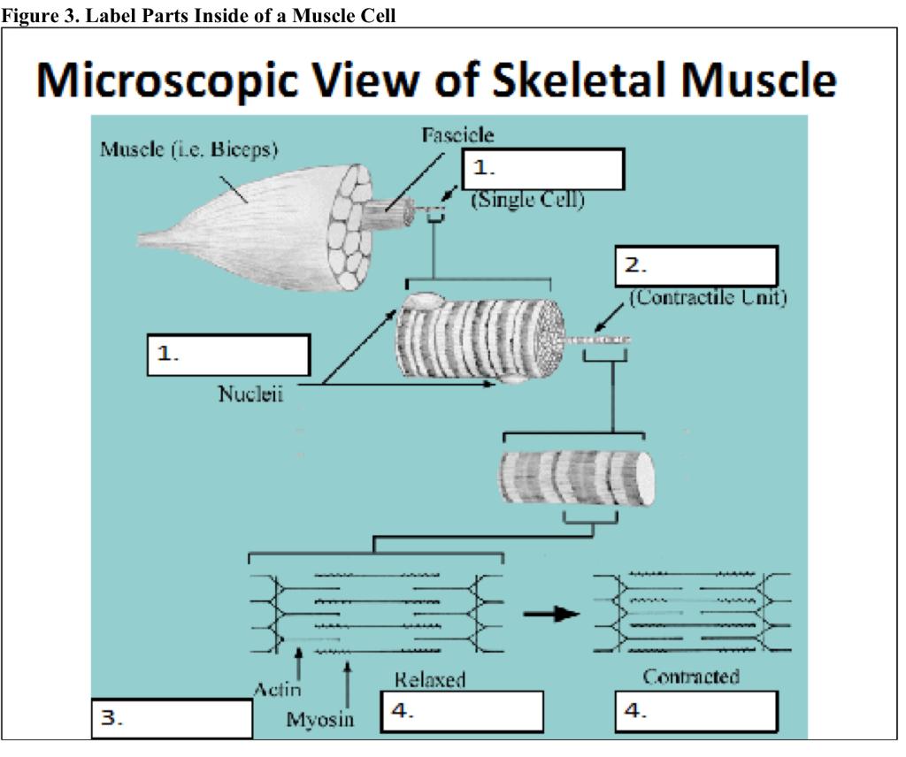Solved Figure 3. Label Parts Inside of a Muscle Cell | Chegg.com