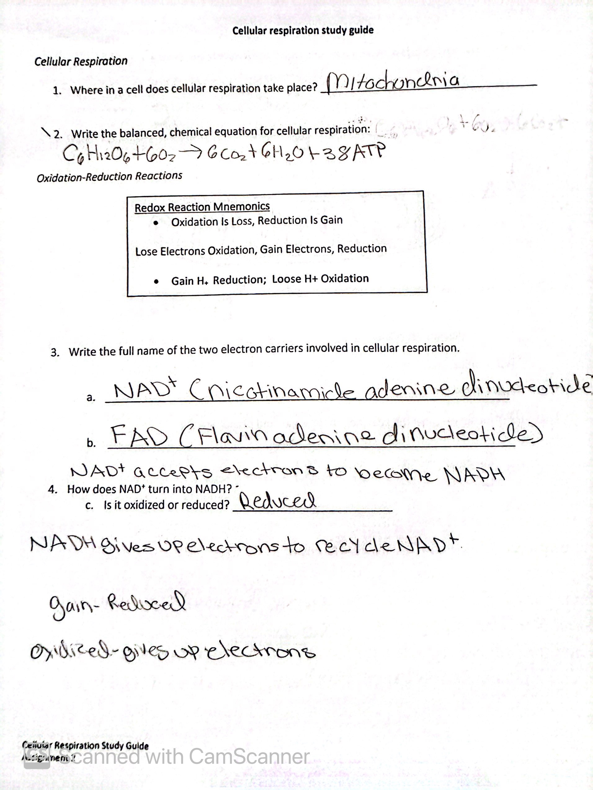 Solved Cellular respiration study guide Cellular Respiration | Chegg.com