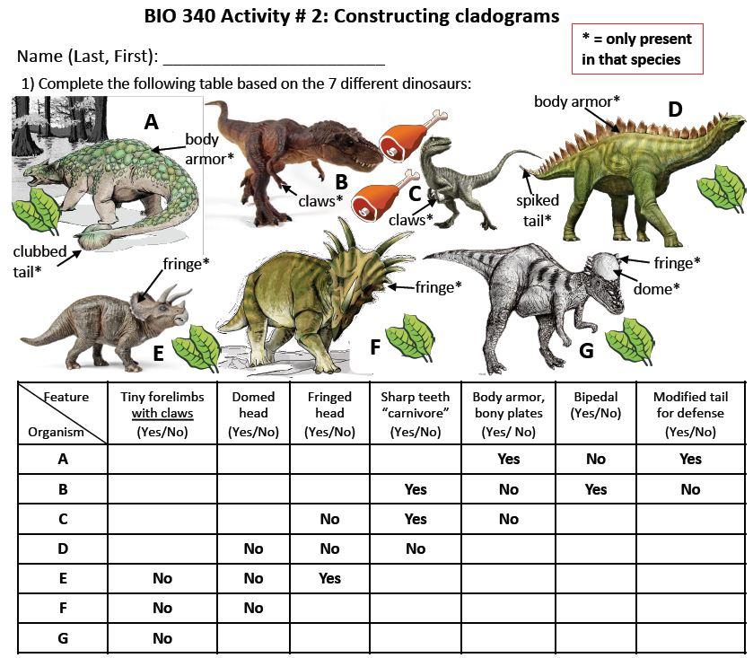Solved BIO 340 Activity #2: Constructing cladograms Name | Chegg.com