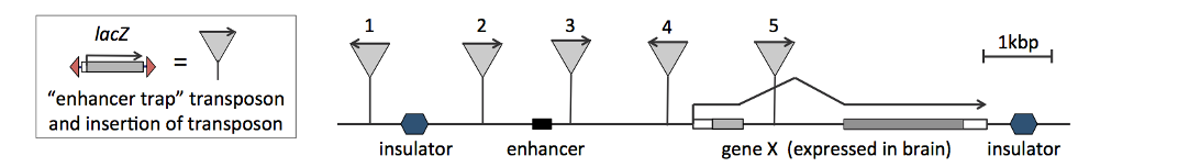 Solved "Enhancer traps" are engineered transposons that | Chegg.com