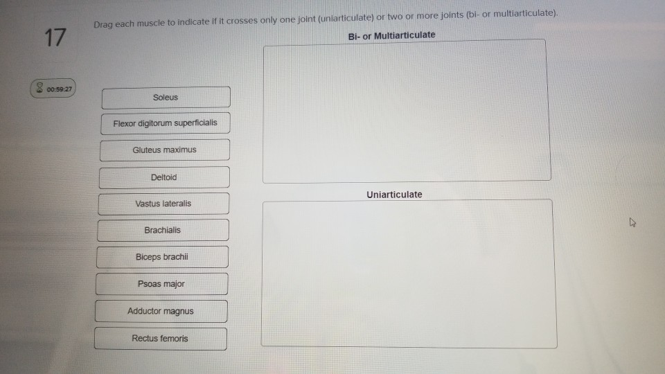 Solved Drag each muscle to indicate if it crosses only one | Chegg.com