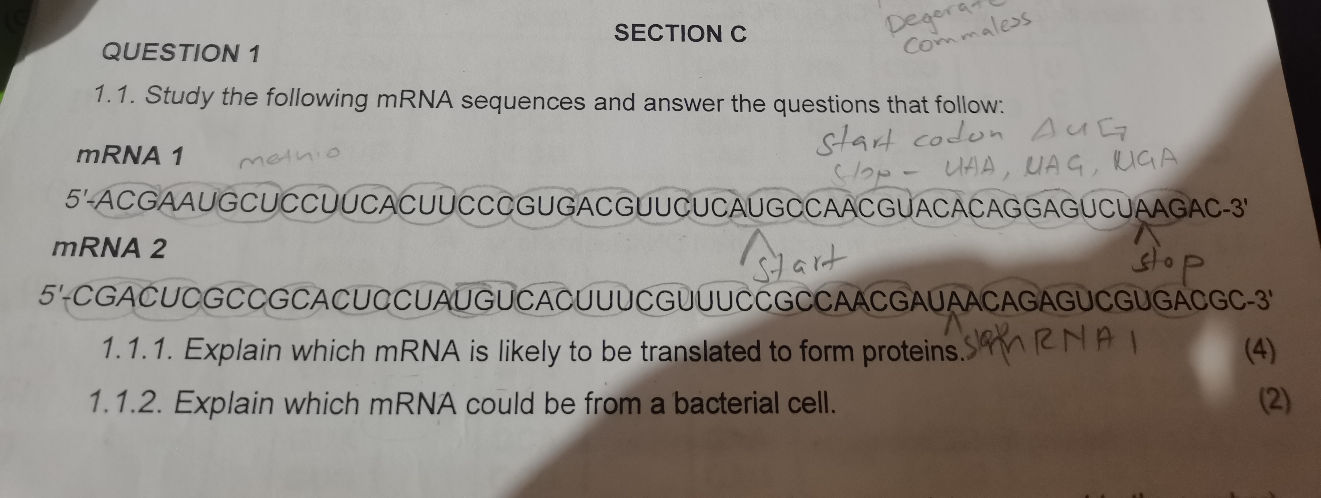 Solved 1.1. Study the following mRNA sequences and answer | Chegg.com