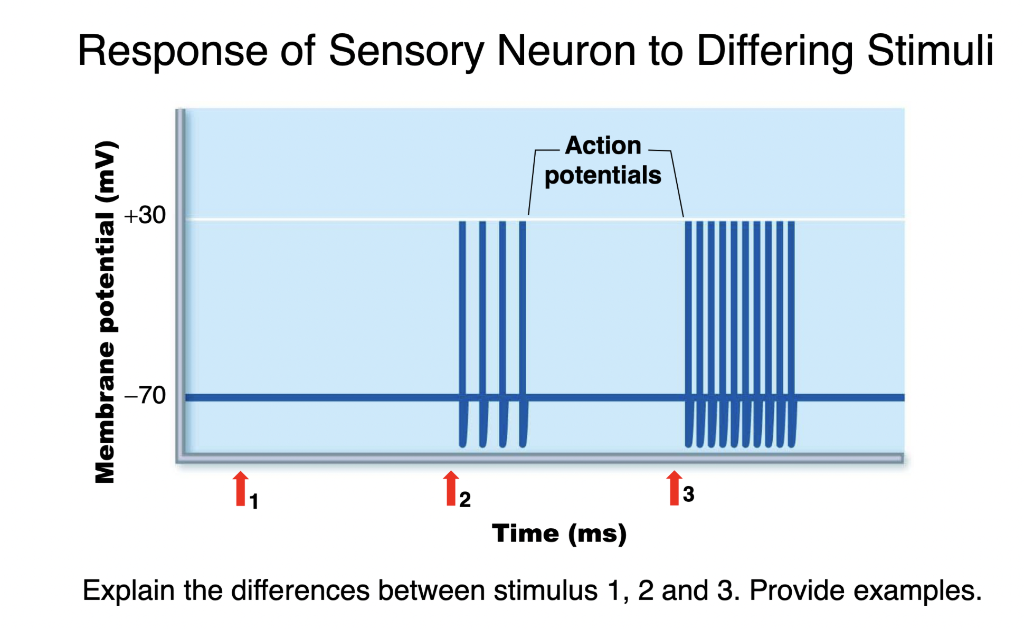 Solved Response of Sensory Neuron to Differing Stimuli | Chegg.com