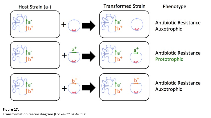 Solved Transformation rescue. In this case, it shows the use | Chegg.com