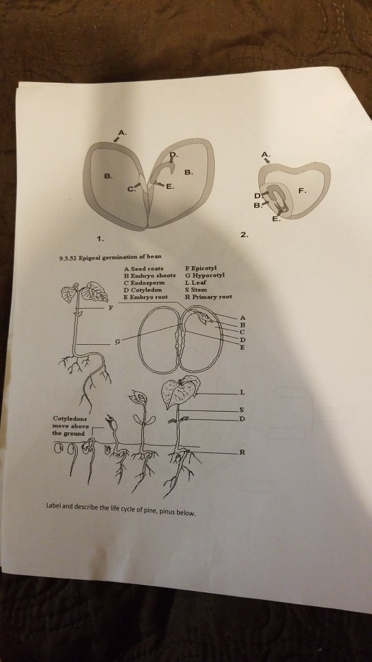 Solved 9.3.52 Epigeal germination of bean A Seed coats B | Chegg.com