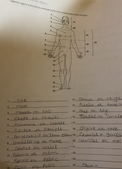 Solved abel th Body Regions e regions of the body by writing | Chegg.com