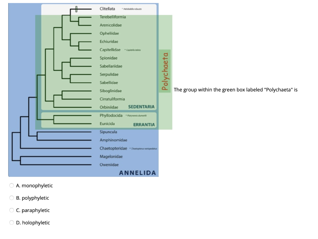 Solved Clitellata Module Terebelliformia Arenicolidae | Chegg.com