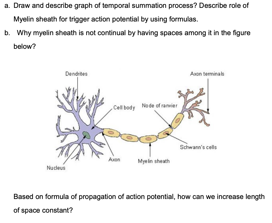 Solved a. Draw and describe graph of temporal summation | Chegg.com