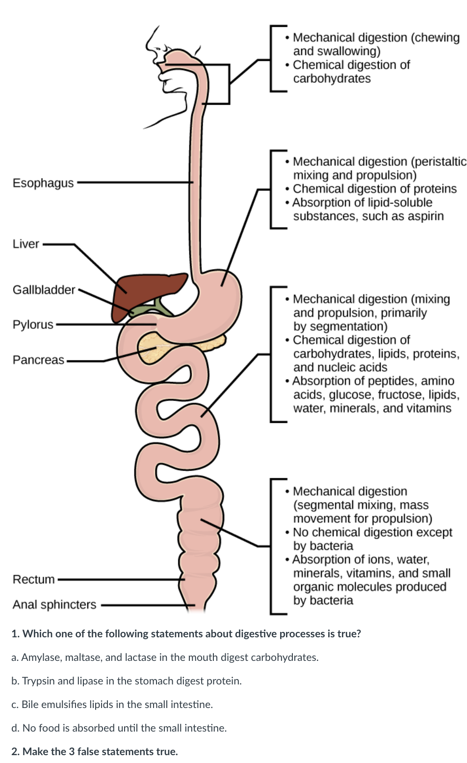 Solved c. Bile emulsifies lipids in the small intestine. d. | Chegg.com