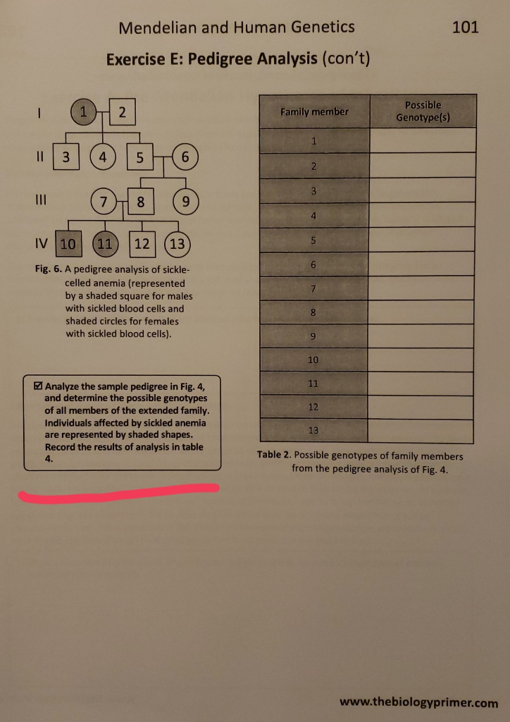 Solved: Mendelian Genetics 94 Exercise B: Mendel's Monohyb... | Chegg.com